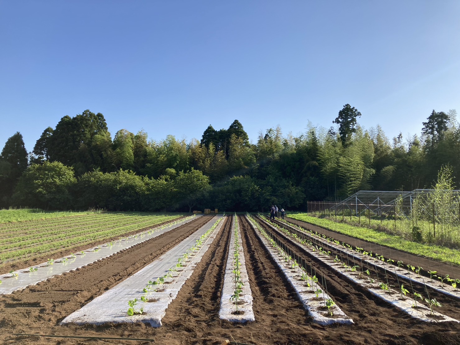 Mr. LAND: Japanese Real Estate & Global Ventures Expertise